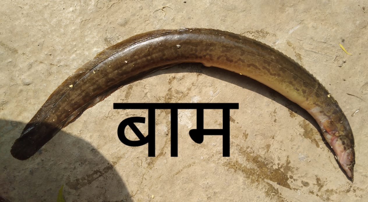 The Fish Variety in the River Narmada – Oral History Narmada