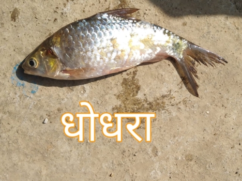 The Fish Variety in the River Narmada – Oral History Narmada