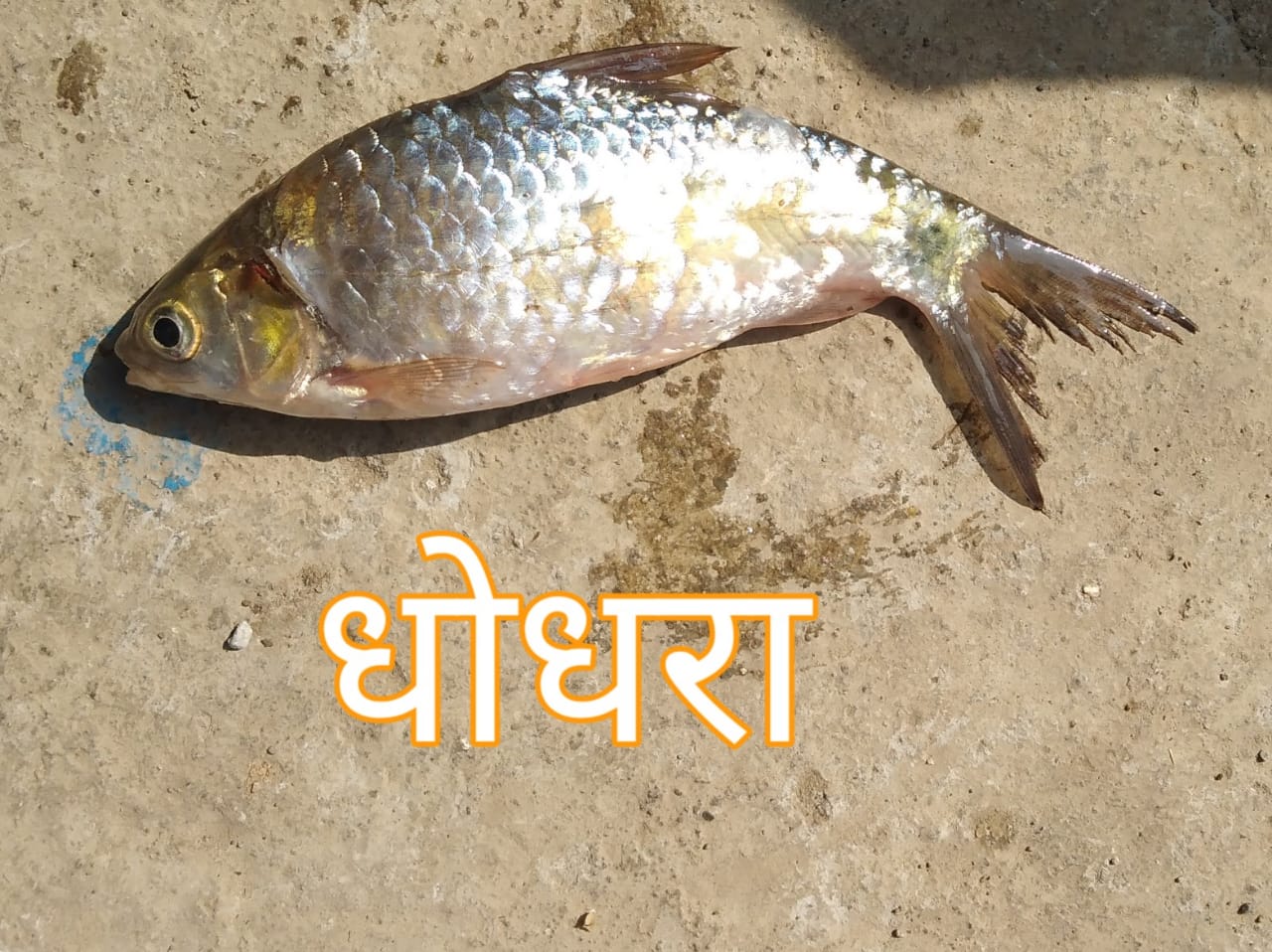 The Fish Variety in the River Narmada – Oral History Narmada