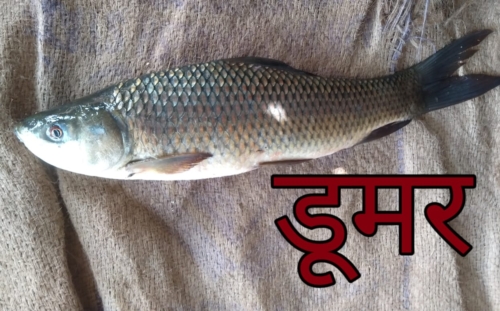 The Fish Variety in the River Narmada – Oral History Narmada