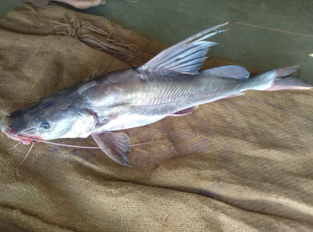 The Fish Variety in the River Narmada – Oral History Narmada