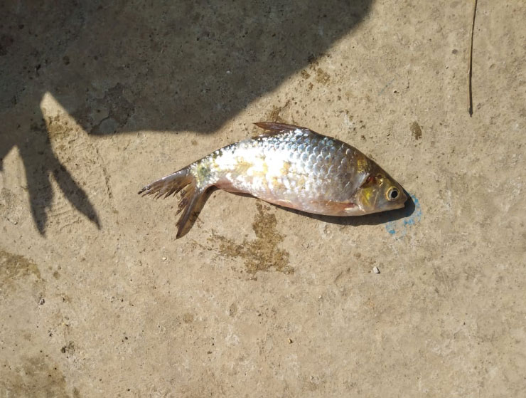 The Fish Variety in the River Narmada – Oral History Narmada