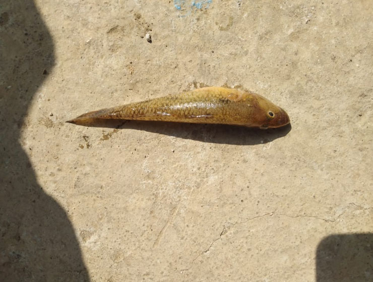 The Fish Variety in the River Narmada – Oral History Narmada