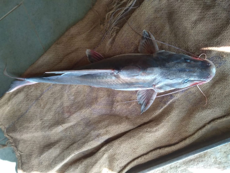 The Fish Variety in the River Narmada – Oral History Narmada