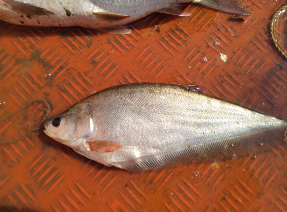 The Fish Variety in the River Narmada – Oral History Narmada