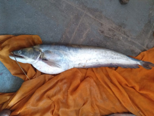 The Fish Variety in the River Narmada – Oral History Narmada