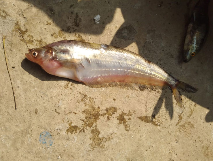 The Fish Variety in the River Narmada – Oral History Narmada