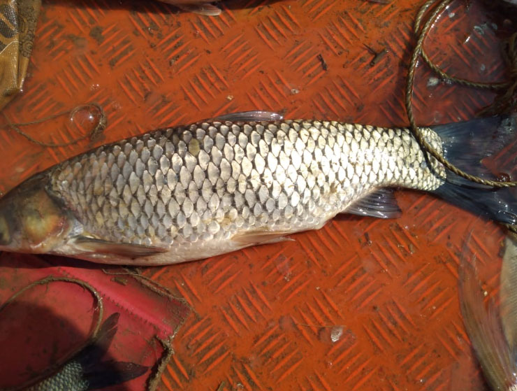 The Fish Variety in the River Narmada – Oral History Narmada