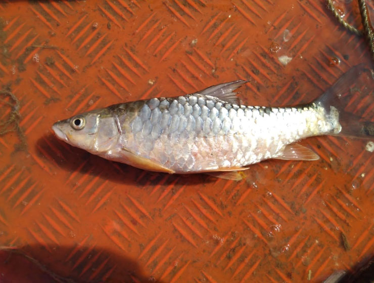 The Fish Variety in the River Narmada – Oral History Narmada