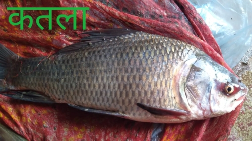 The Fish Variety in the River Narmada – Oral History Narmada