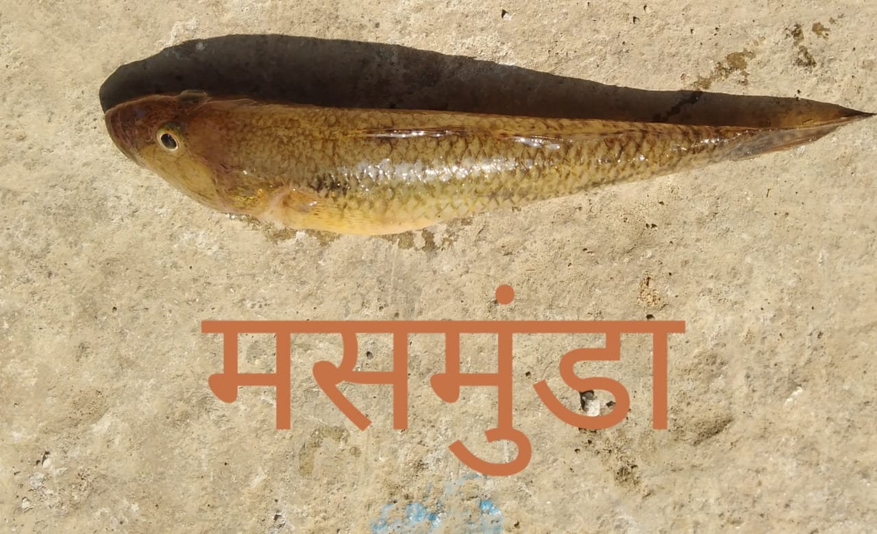 The Fish Variety in the River Narmada – Oral History Narmada