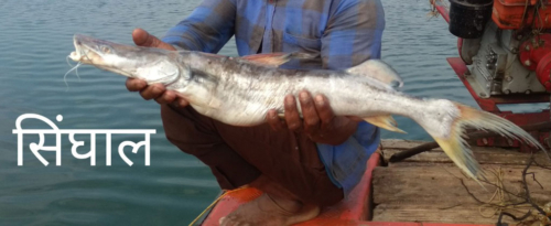 The Fish Variety in the River Narmada – Oral History Narmada